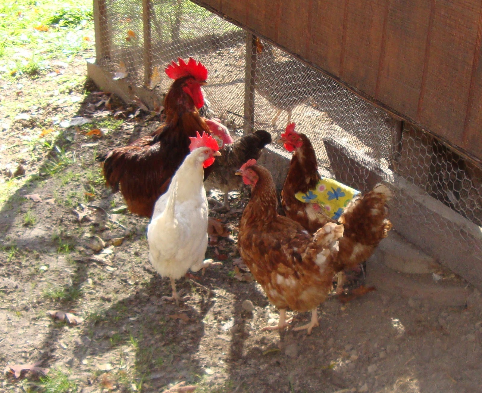 Chickety Chickens!