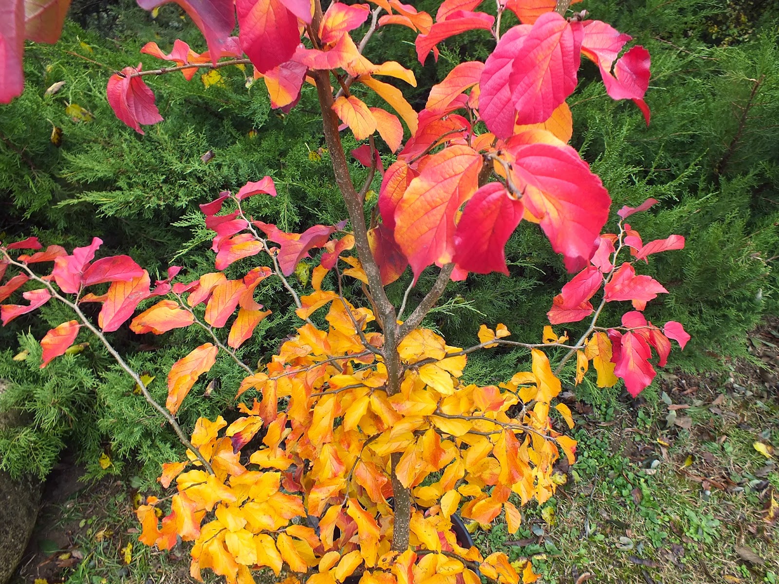 Le Jardin du Bois-Joli: L'Arbre de Fer...