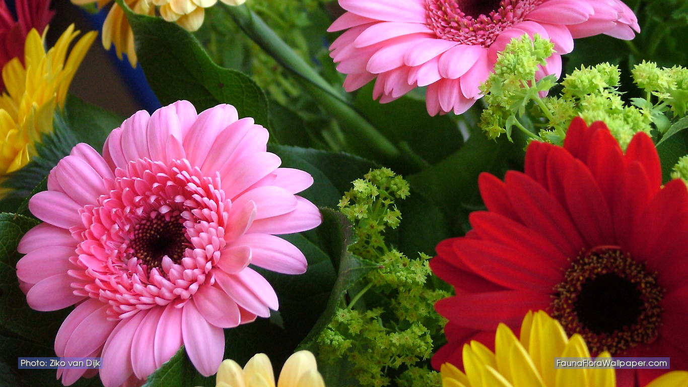Flower Wallpaper Pack 4 (1366x768) | Wallpapers Pictures Lovers