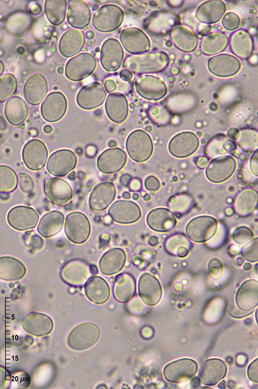 Mycocalia denudata (Fr.) J.T. Palmer • CEMAS Orden Agaricales