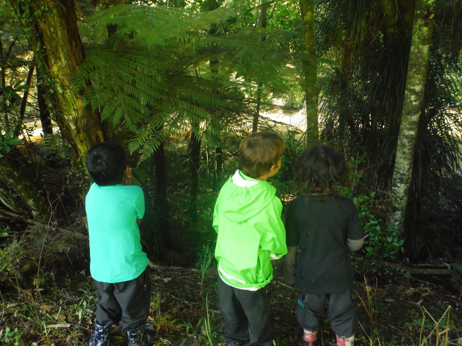 Mairtown Kindergarten: Our first Nature Programme for the year