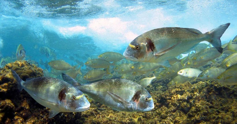 ANIMAIS DA RIA FORMOSA: Peixes 1