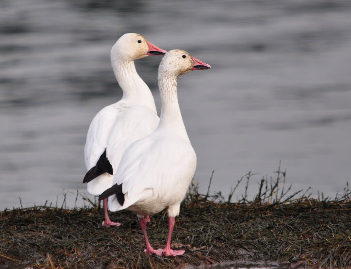 Animal You: Snow Goose