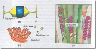 UmiOjik Buanget...: Fungi (Jamur)