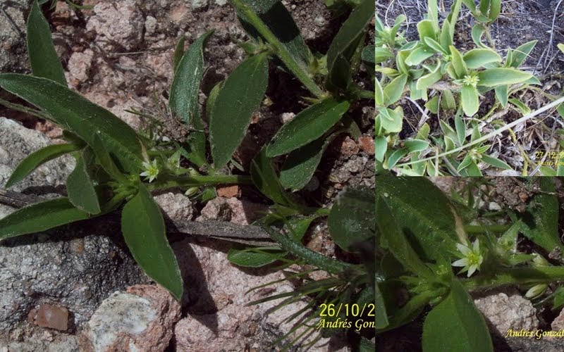 FOTOS DE FLORA NATIVA Y ADVENTICIAS DE URUGUAY : Ditaxis montevidensis ...