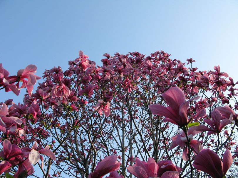 arborboy: Magnolia 'Galaxy'