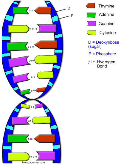 The Bigfoot Field Journal: The Sasquatch Genome Project aka The Ketchum ...