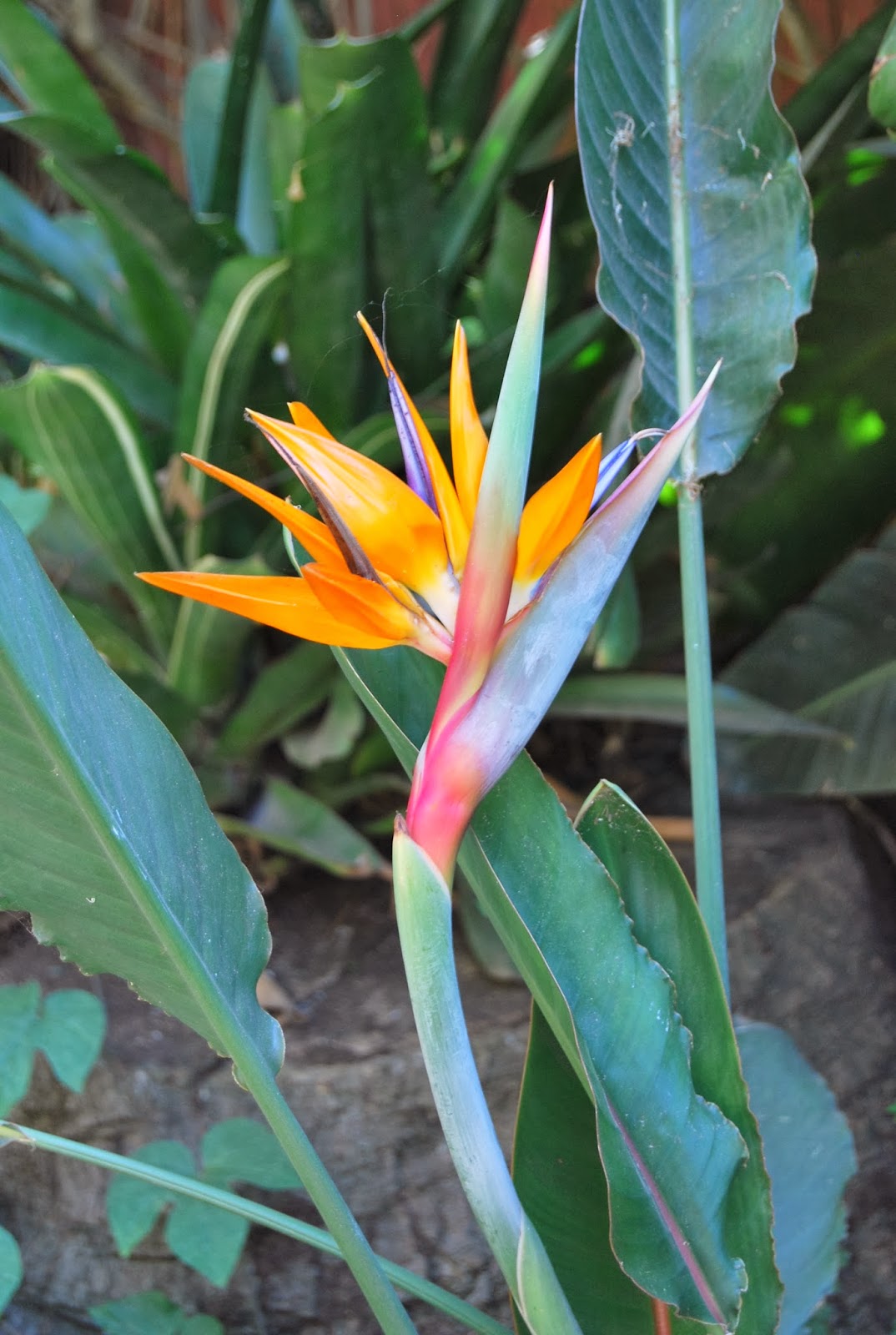 Le Grand Bazaar: Les Jardins Exotiques de Bouknadel... ou la journée ...