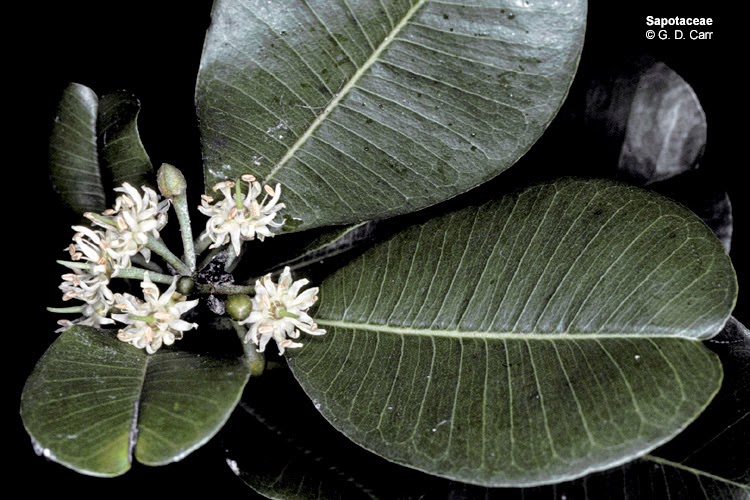 අපේ ගහ කොල: මූනමල් [Munamal]