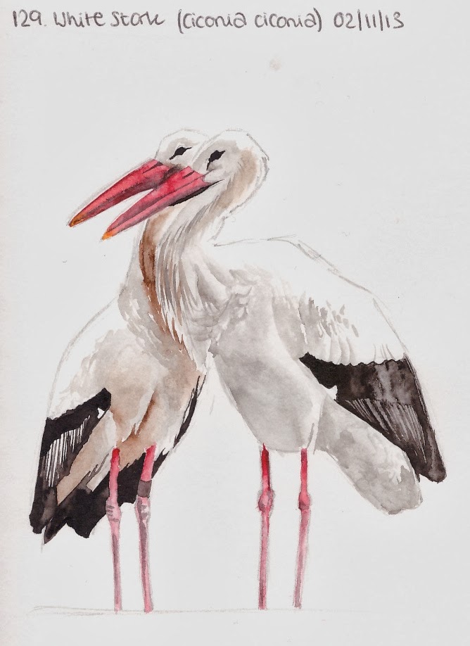 Learn.Draw.BIRD.: 129. White Stork (Ciconia ciconia)