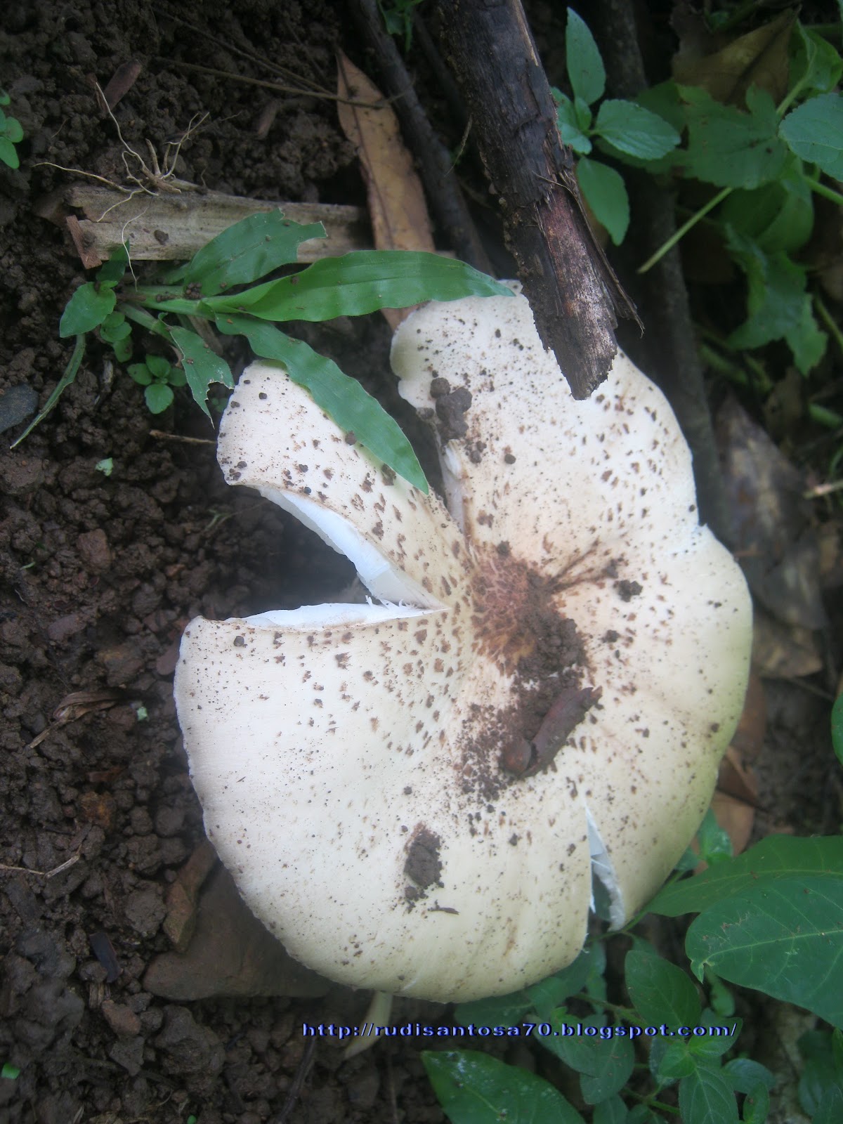 Rudi Santosa: Supa Suung