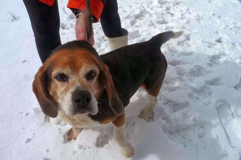 Bodie's Beagles Blog