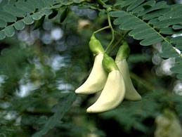 Tanaman Obat Turi - Amazing Indonesia