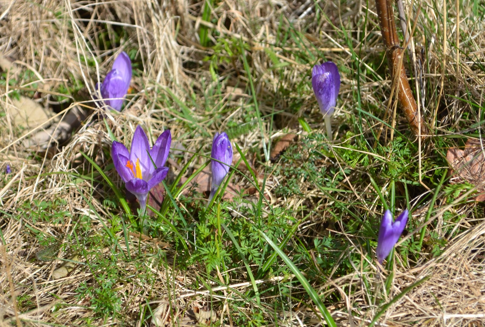 Walks among Flowers: Berkshire: Inkpen Crocus Field and Steventon