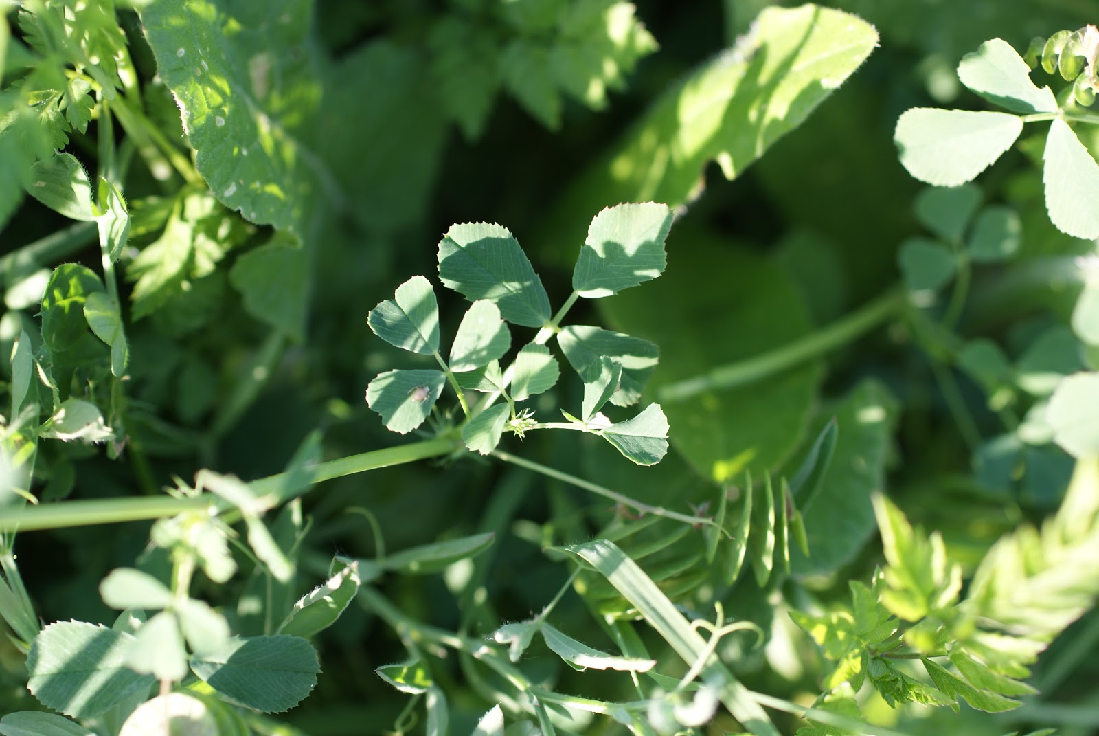 HORTA À PORTA: MEDICAGO ORBICULARIS (LUZERNA-de-FRUTO-LENTICULAR), o fruto.