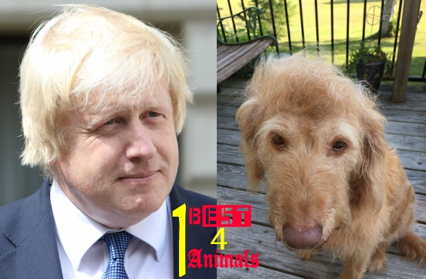 13 Animals That Look Just Like Donald Trump - (THIRD will SURPRISE You !)