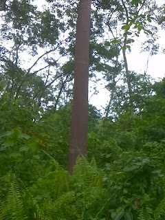 sisi baik2 je: PULAI TREE/POKOK PULAI for sale/di jual.