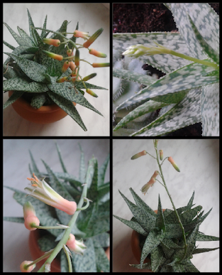 Kaktusowo ;): ALOE RAUHII CV. SNOWFLAKE