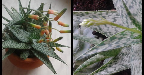 Kaktusowo ;): ALOE RAUHII CV. SNOWFLAKE