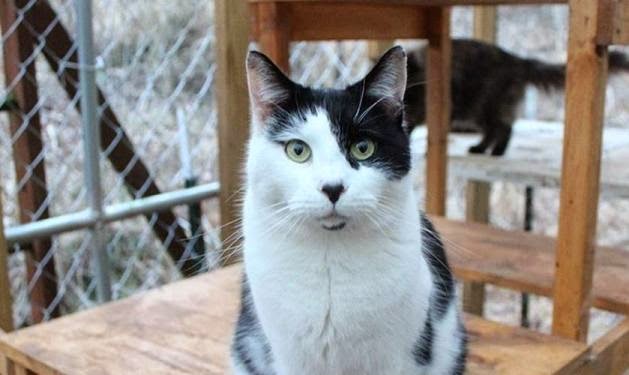 CLOVER CAT RESCUE IS A 501(C)3 NON-PROFIT RESCUE BASED IN STUART, VA ...