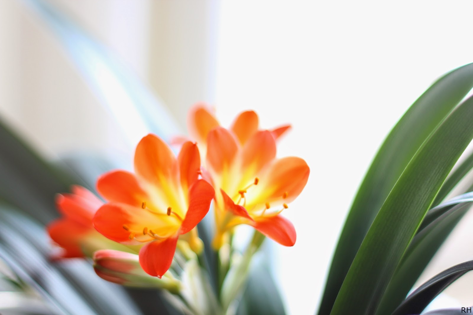 Versoja Vaahteramäeltä : Kliivia ja risukranssi