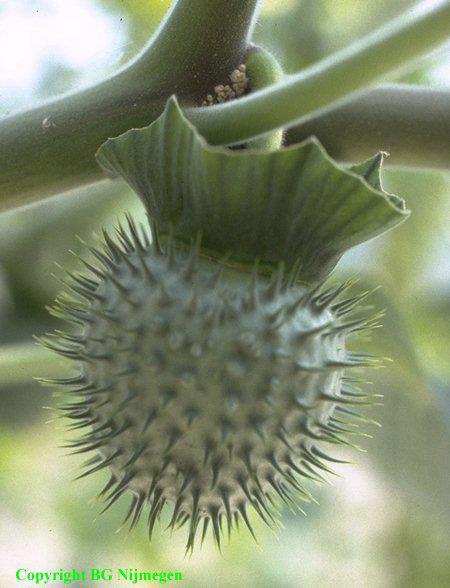 Viswa Bharati Vedic Astrology : Plants used as Patri for Vinaayaka ...