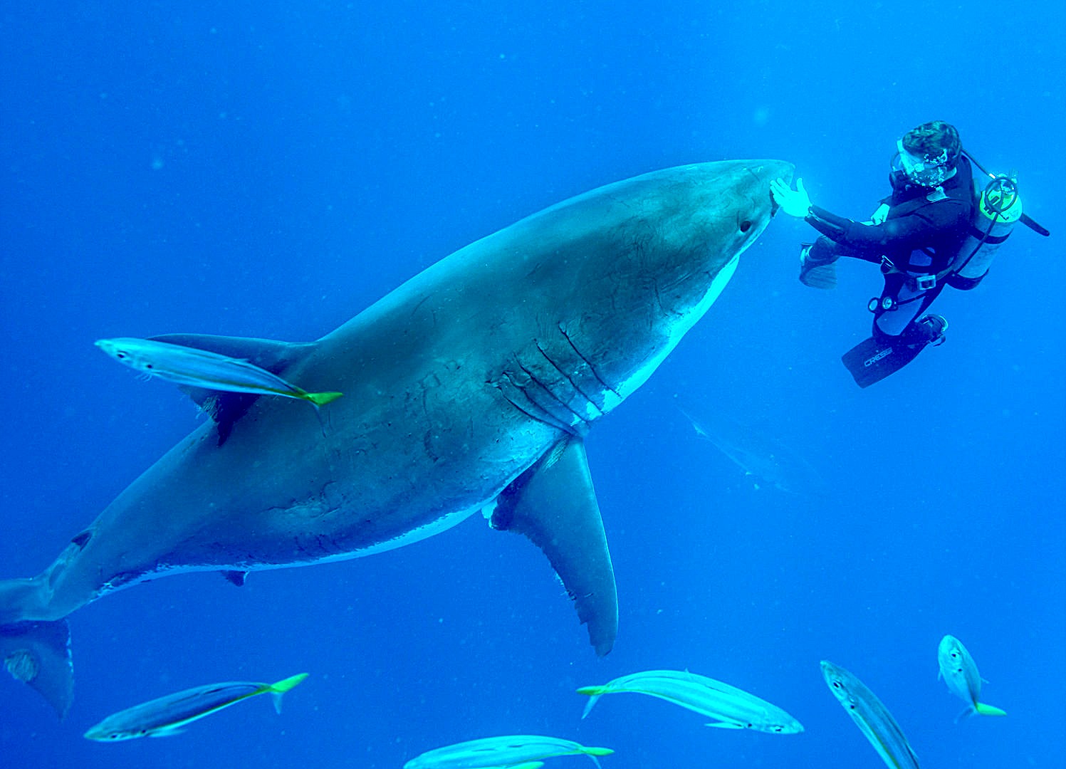 The Best Shark Dive in the World!: Fearless Feat?