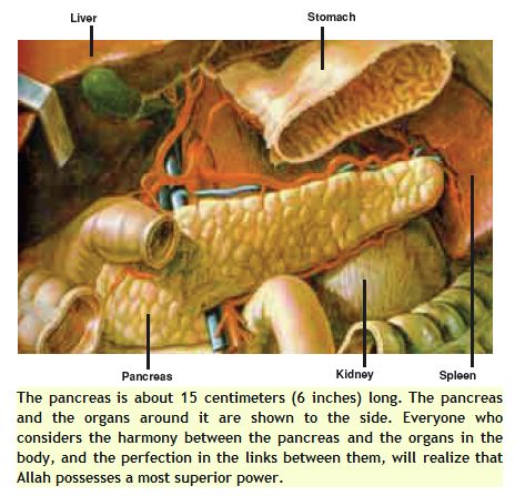 The Fact Of Creation: The Bodys Secret Supporter: The Pancreas