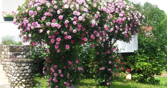 Tarım Siteniz: Baston Gülü