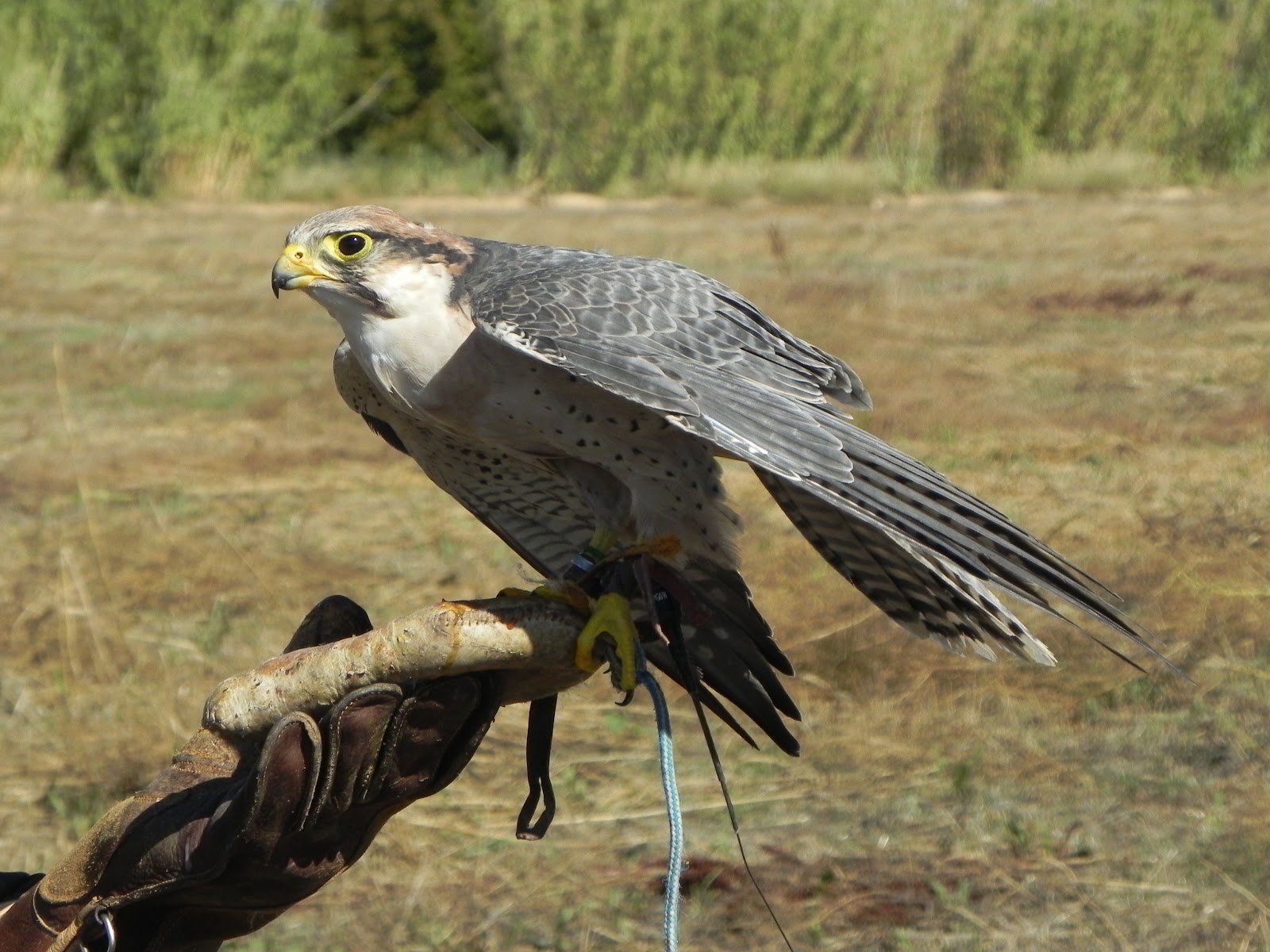 en las avutardas: Altanería (Cetrería IV)