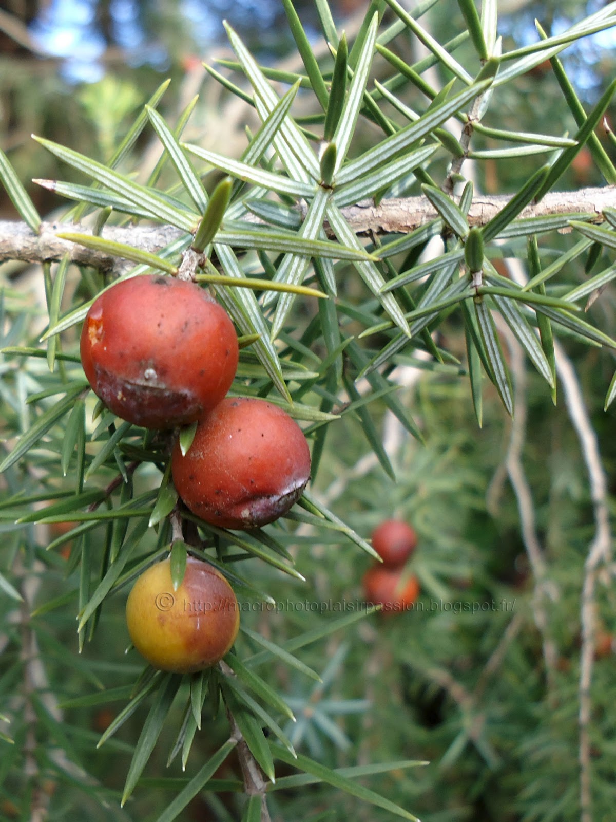 Macrophoto plaisir passion: Le Genévrier Cade, Juniperus vulgaris