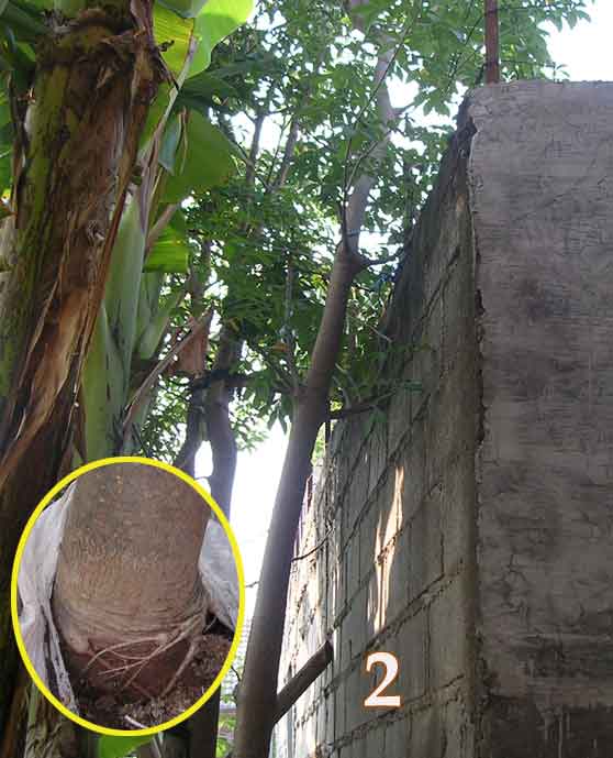 Jual Pohon Baobab Asem Buto. ~ Gallery Tabulampot Top