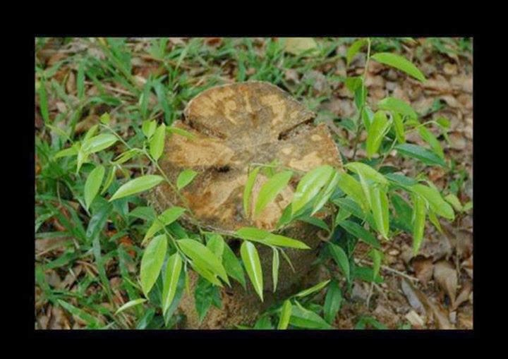 agarwoodskerala: What is Agarwood