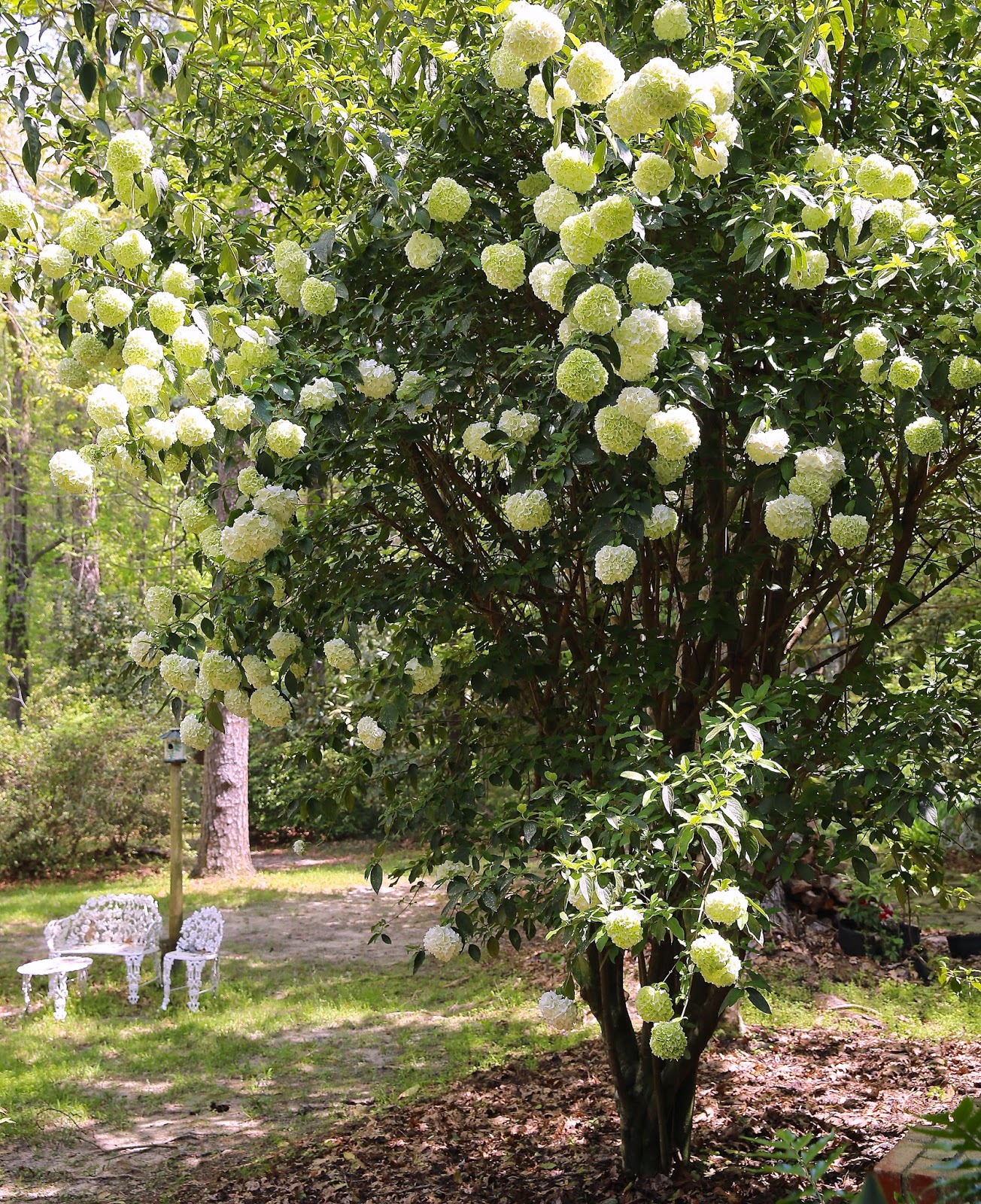 Sweet Southern Days: The Snowballs Are Blooming