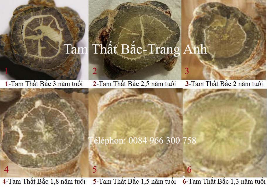 Tam Thất Bắc - Trang Anh: Bột Tam Thất Bắc thay đổi da mặt trắng đẹp ...
