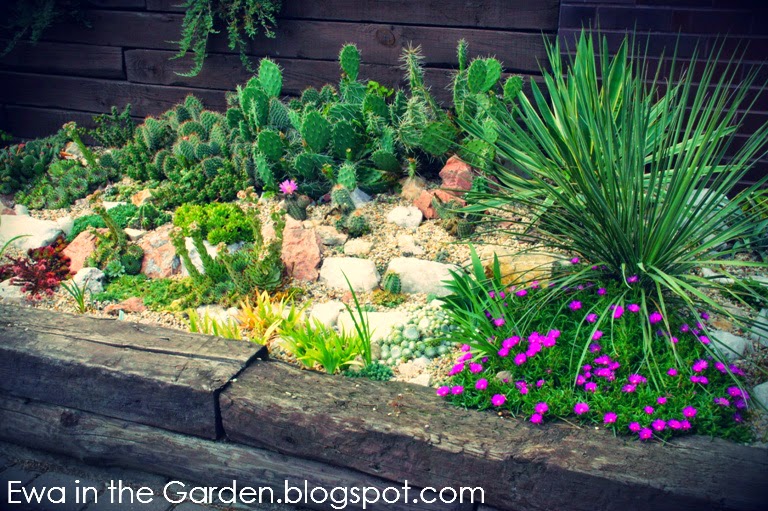 Ewa in the Garden: 8 photos of impossible cactus gardening outdoor in ...