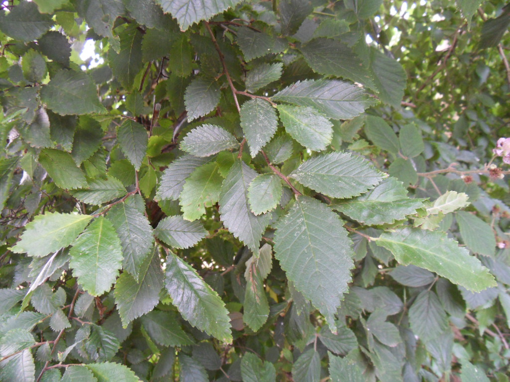 Elm Or Beech Tree Identification | Magic Nature