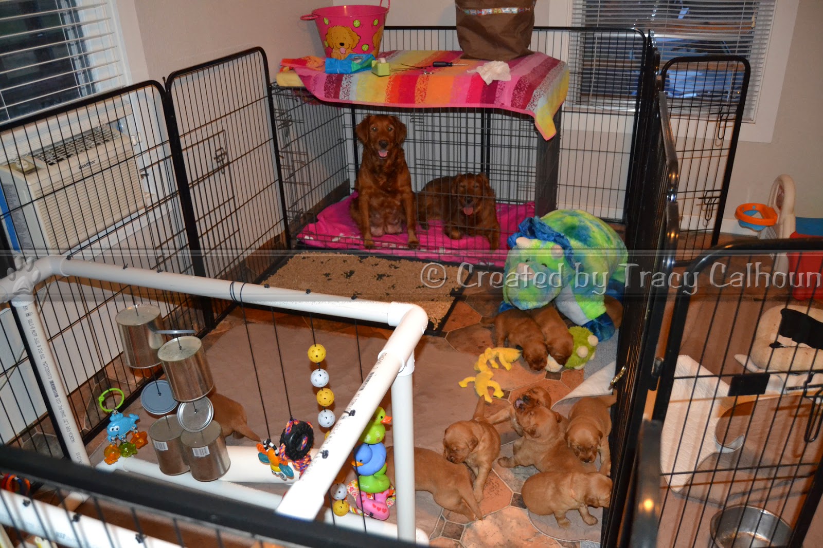 Puppy Tails.....The Adventures of a Puppy Midwife