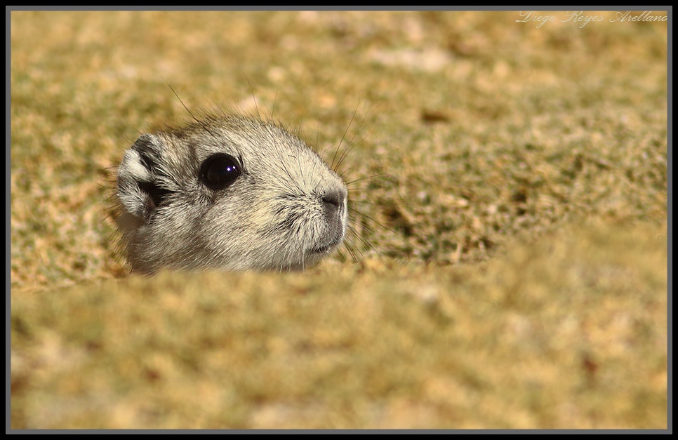 Beszamel i spółka bez ograniczeń: Rodzina Caviidae - kawiowate ...