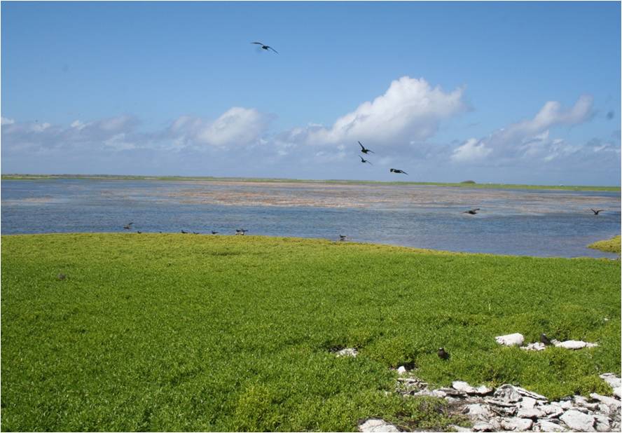 Phoenix Islands Blog