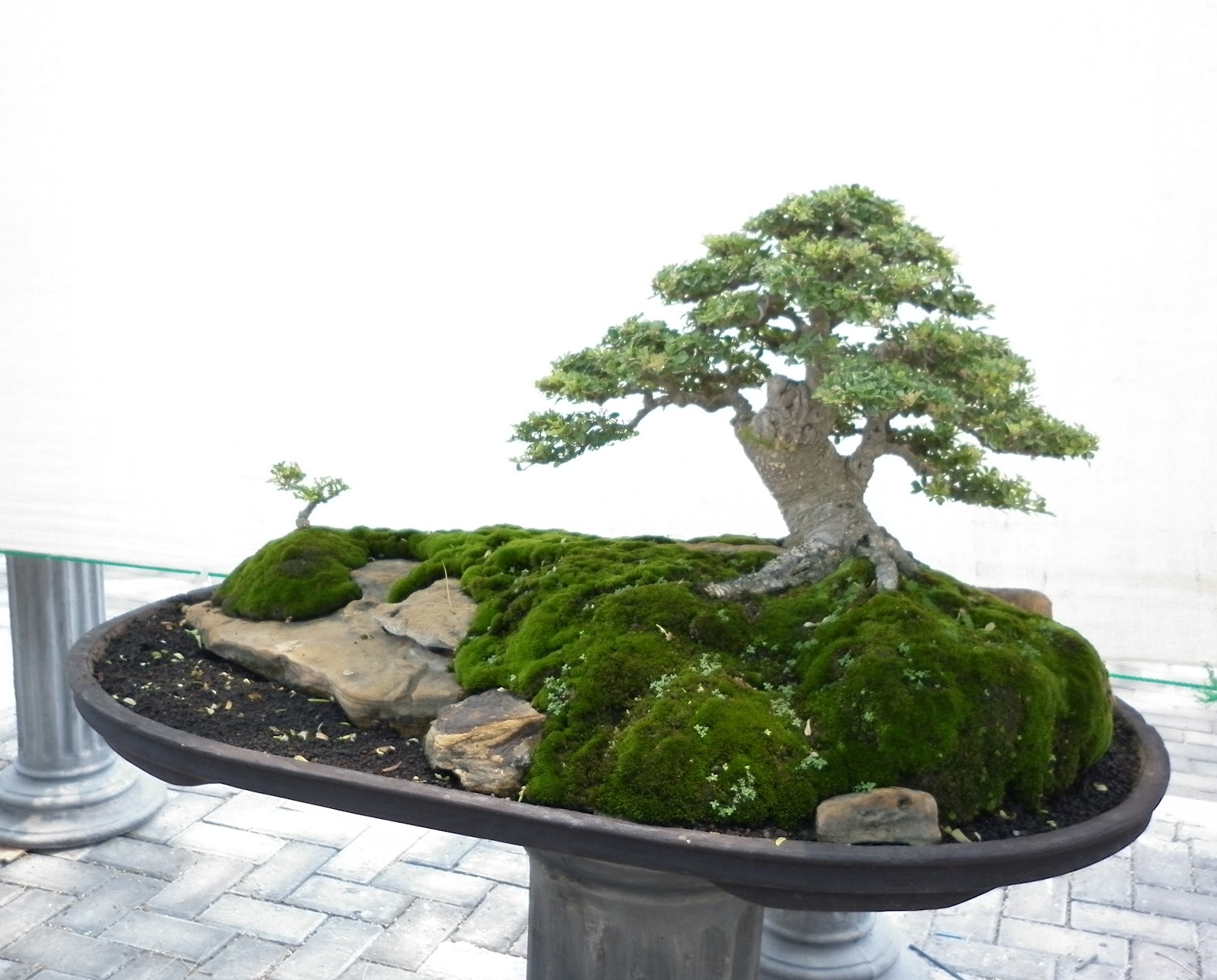 Bonsai Panorama di Kontes Bonsai ESGE 2012 | Bonsai Tuban