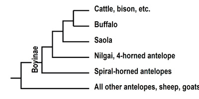 Synapsida: Bovines: Prehistoric Bison and Buffalo