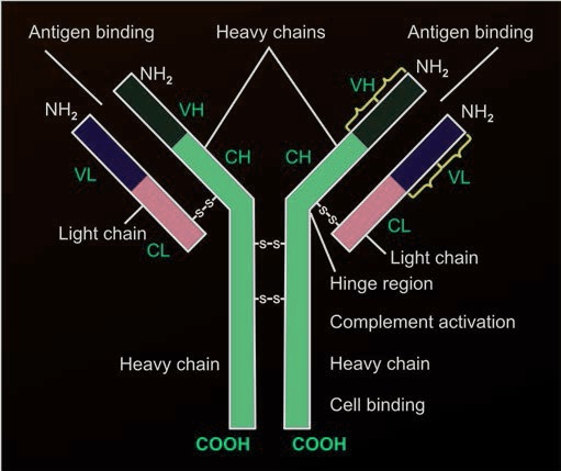 Biolearnspot: Antibodies