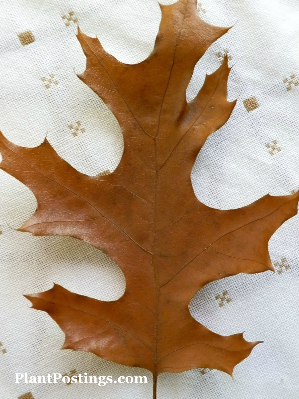 PlantPostings: When life gives you Oak leaves...