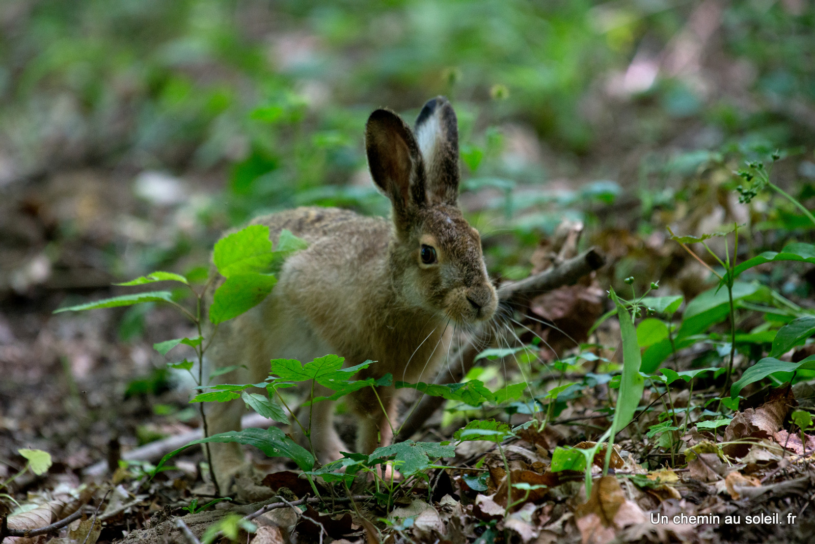 Un chemin au soleil: Petit levraut deviendra grand...