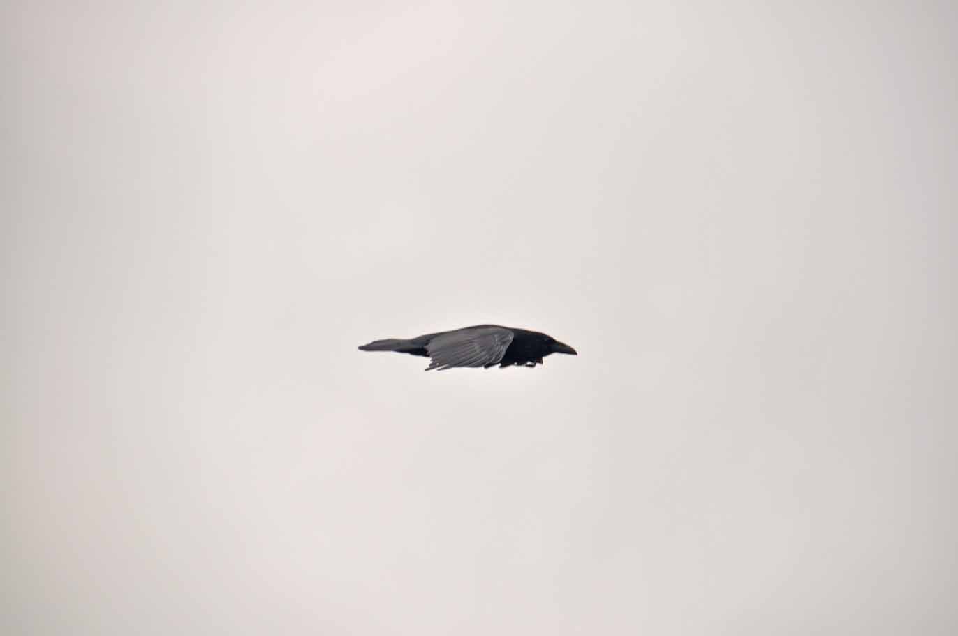 Old Rag: Hurricanes, Crowds, and Ravens