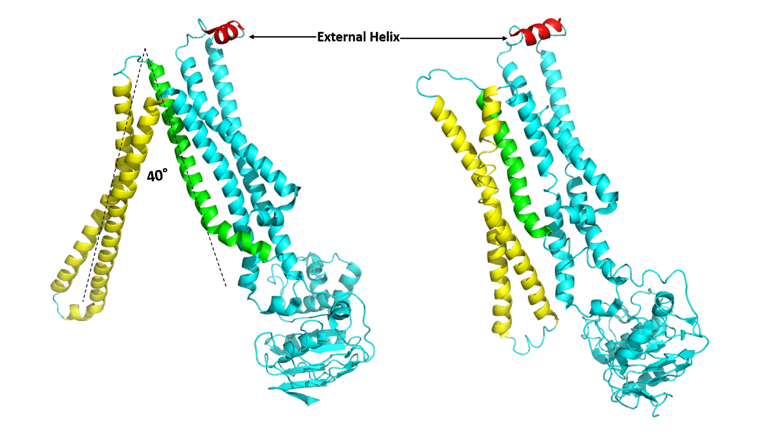 Lipid-linked Oligosaccharide Flippase: Structure and mechanism of an ...