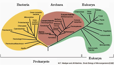 Blog de Carlos: Complex archaea that bridge the gap between prokaryotes ...