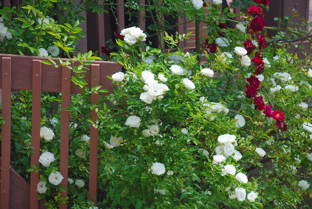Gardening on the edge: Everything's Coming up Roses