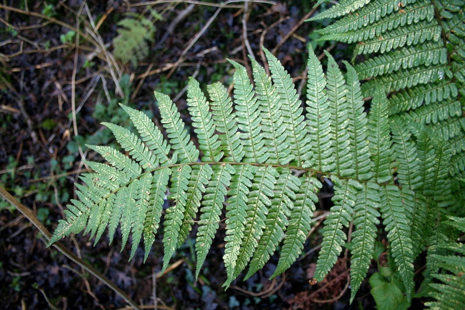 Filnore Woods Blog: Male fern